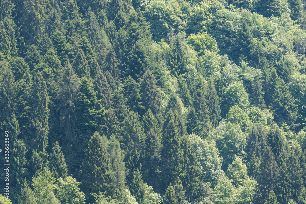 Healthy green trees in a forest of old spruce, fir and pine trees in ...