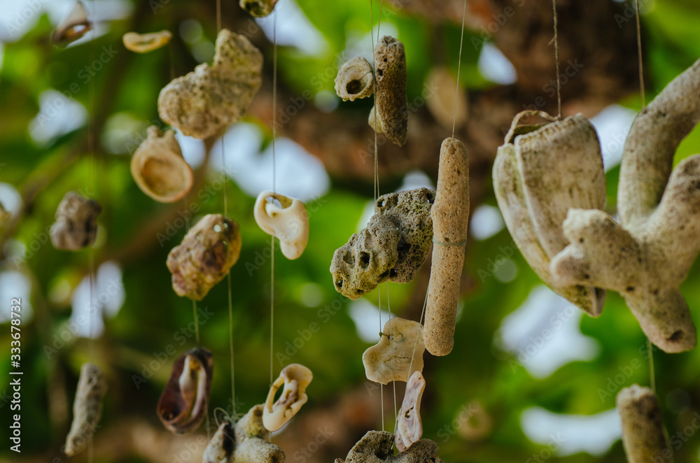 Coral hanging a tree on the beach at against beautiful nature of Nipah ...