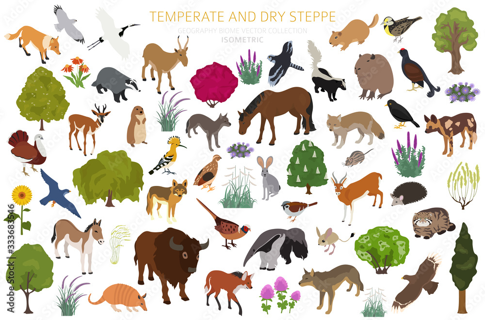 Temperate and dry steppe biome, natural region isometric infographic ...