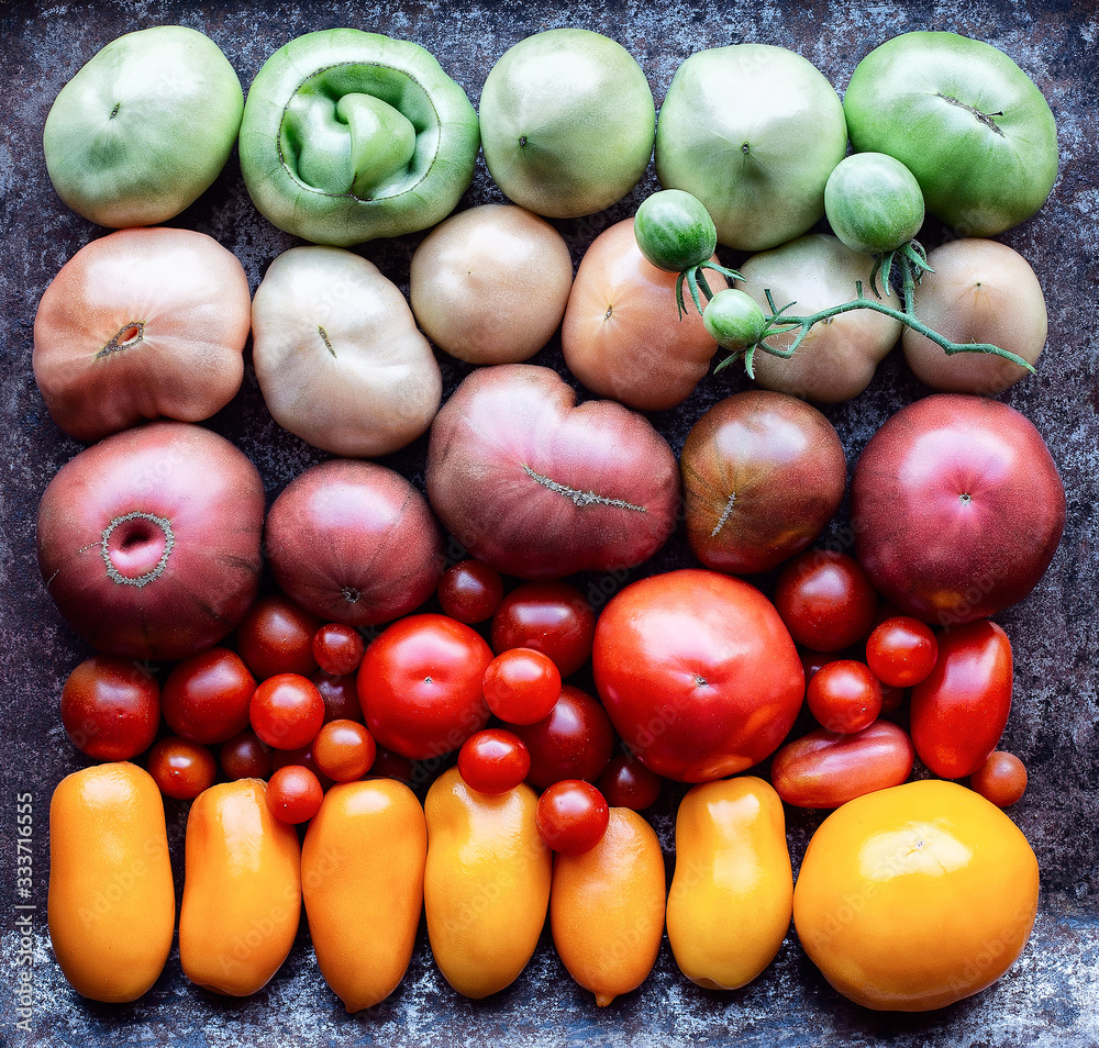 Tomatoes on an old metal baking sheet. Fresh multi-colored tomatoes ...