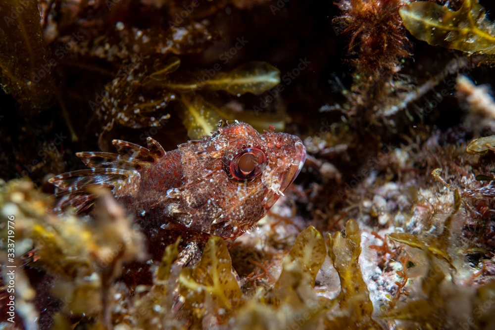 Bearded Scorpionfish. Macro underwater photography.Scorpionfish ...