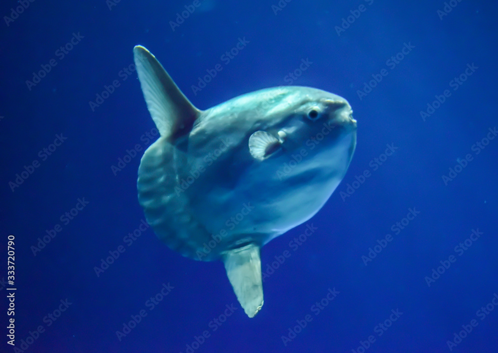 Poster The ocean sunfish (Mola mola) is the largest bony fish in the world, weighing as much as ...