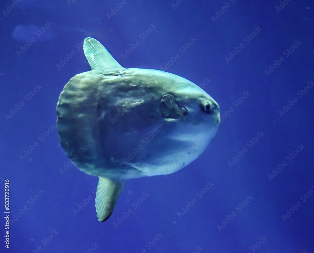 Poster The ocean sunfish (Mola mola) is the largest bony fish in the world, weighing as much as ...