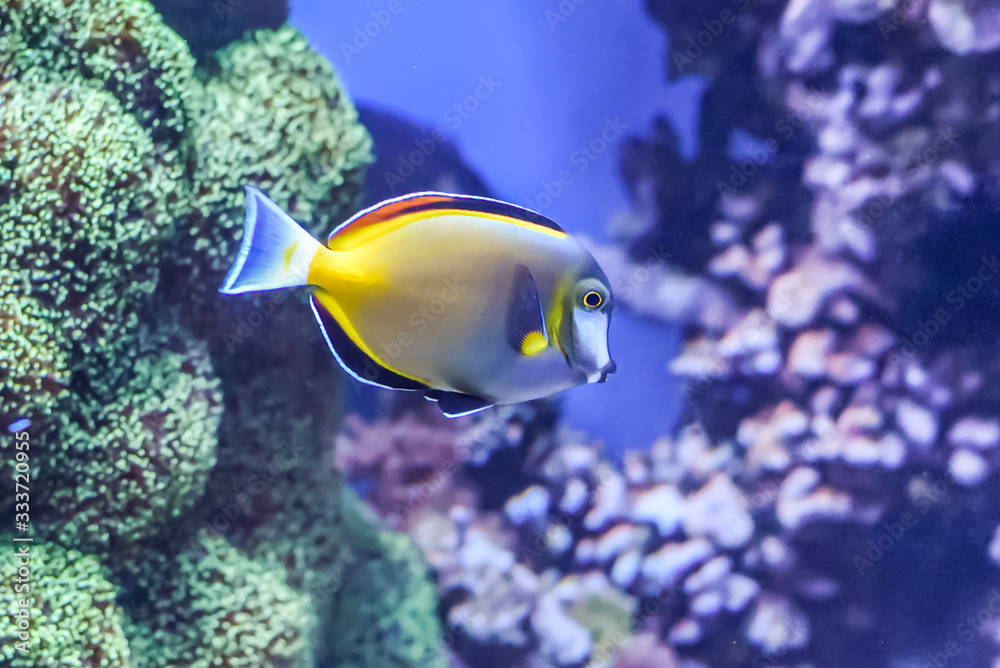 The Powder Brown Tang (Acanthurus japonicus) is a type of tang ...