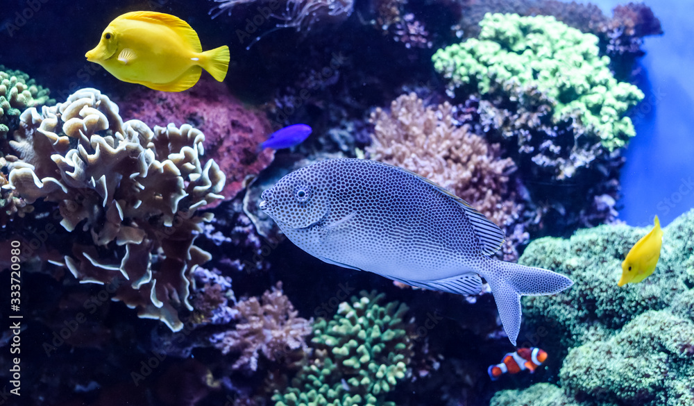 The brown-spotted spinefoot rabbitfish (Siganus stellatus) inhabit the ...