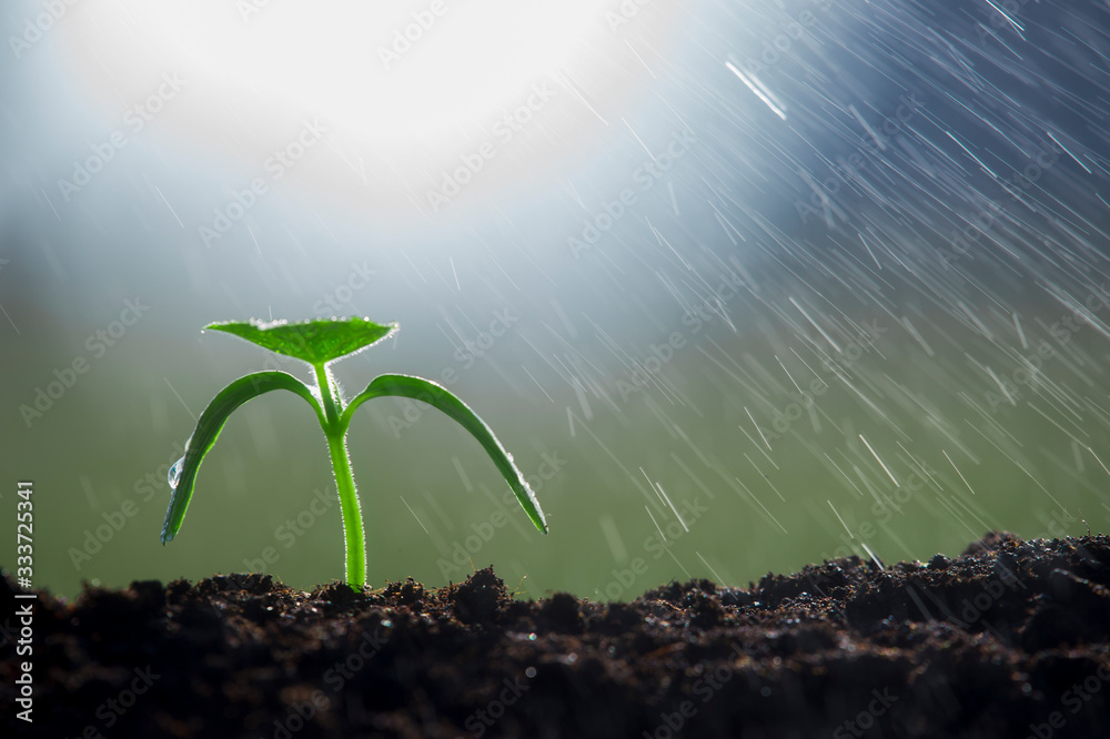 Rising young fresh plant growing in heavy rain. Symbolizes the struggle ...