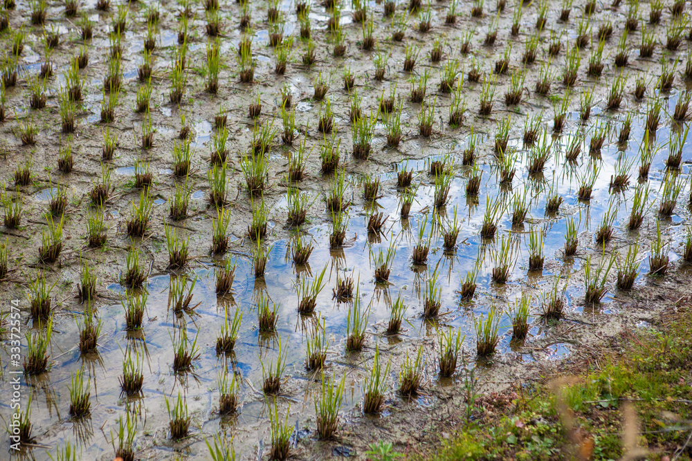 Rice sprouts growing in terraced rice paddy field full of water, new ...