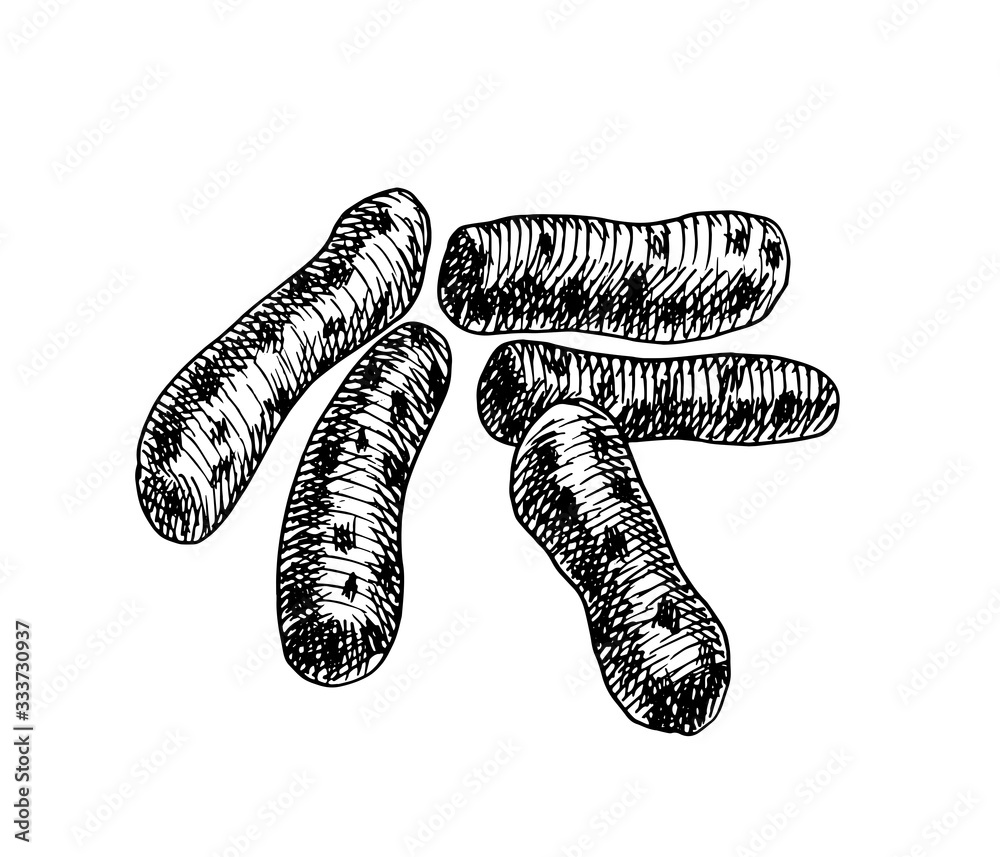 Black and white illustration of Mycobacterium tuberculosis complex ...