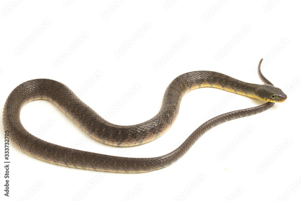 Water Snake Triangle Keelback (Xenochrophis trianguligerus) isolated on ...