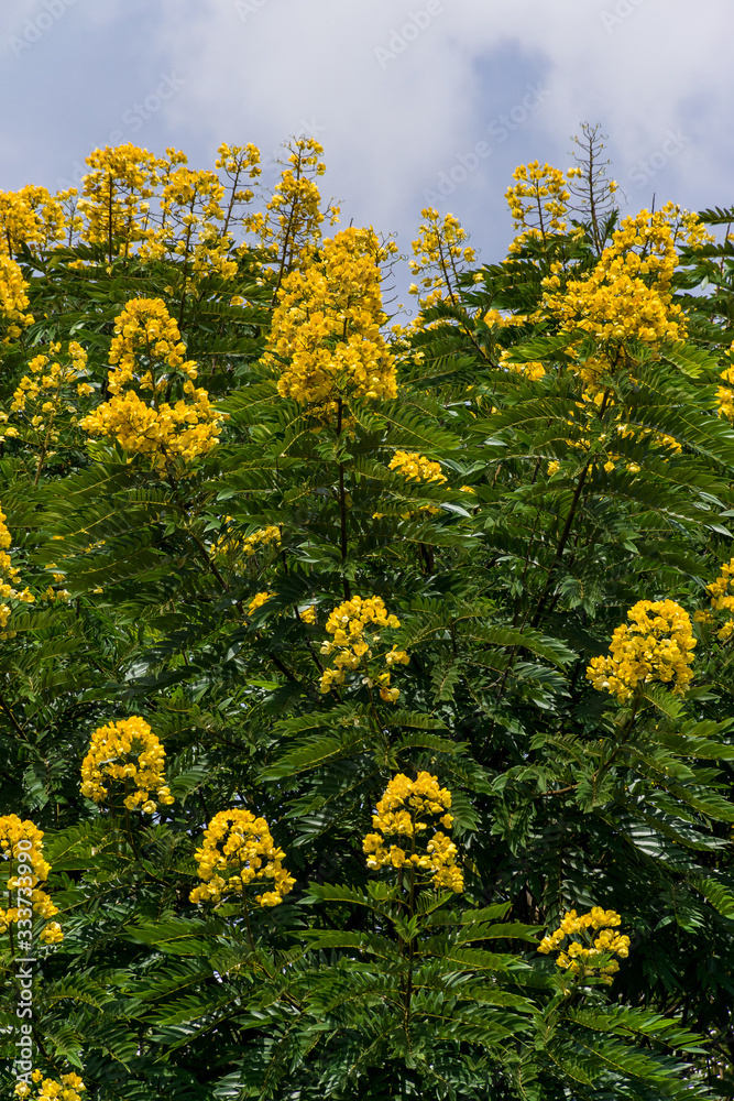 Senna spectabilis (S. spectabilis) in bloom with bright yellow flowers ...
