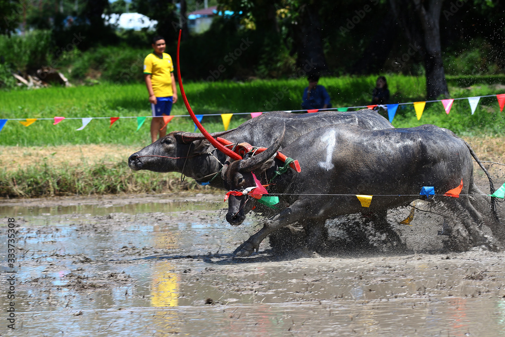 Running a water buffalo race One festival in Thailand Stock Photo ...