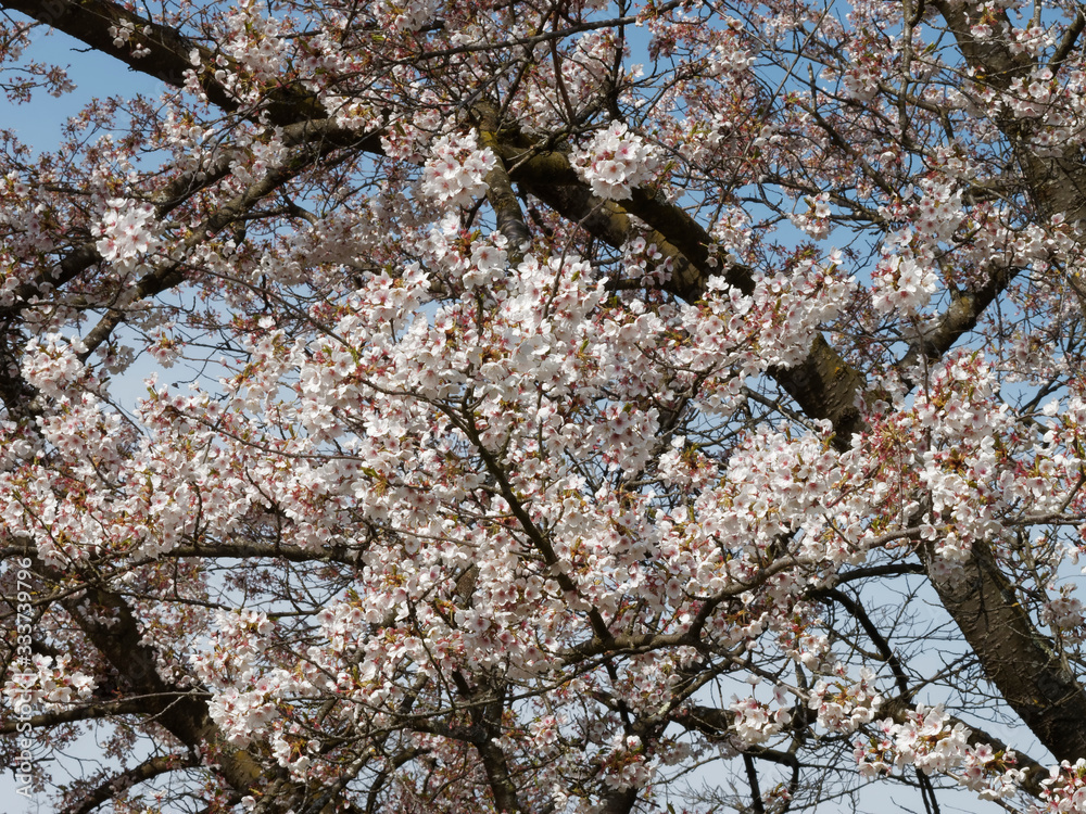 Prunus yedoensis ou cerisier à fleur Yoshino. Cerisier ornemental du ...
