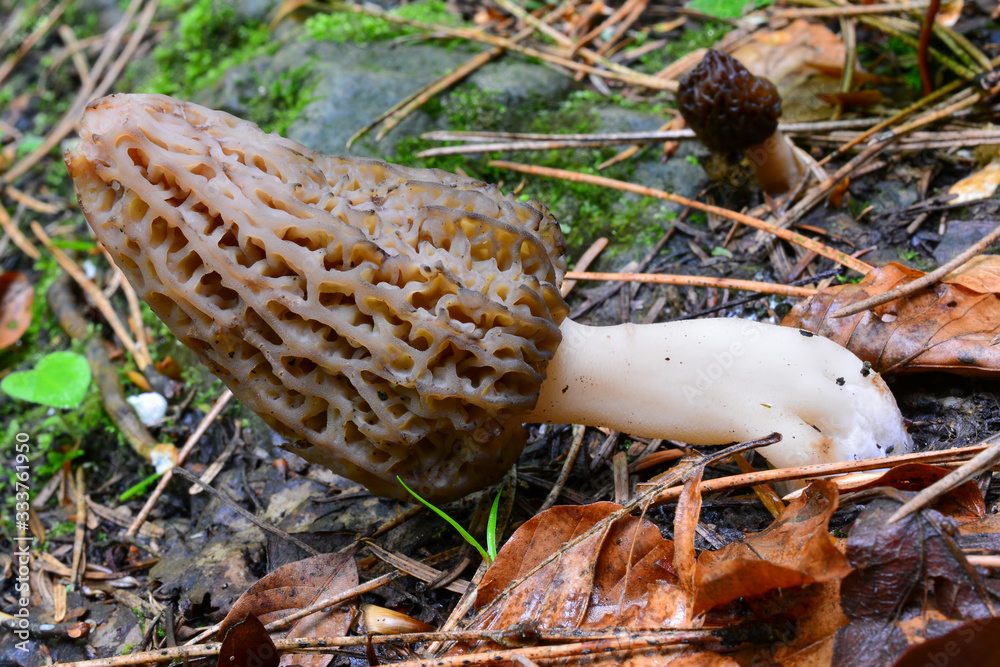 Nice specimen of Morchella conica in foreground, atrophied one in ...