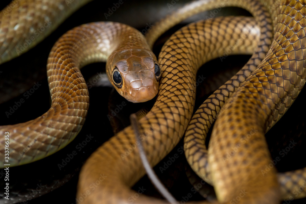 Ptyas korros, commonly known as the Chinese ratsnake or Indo-Chinese ...
