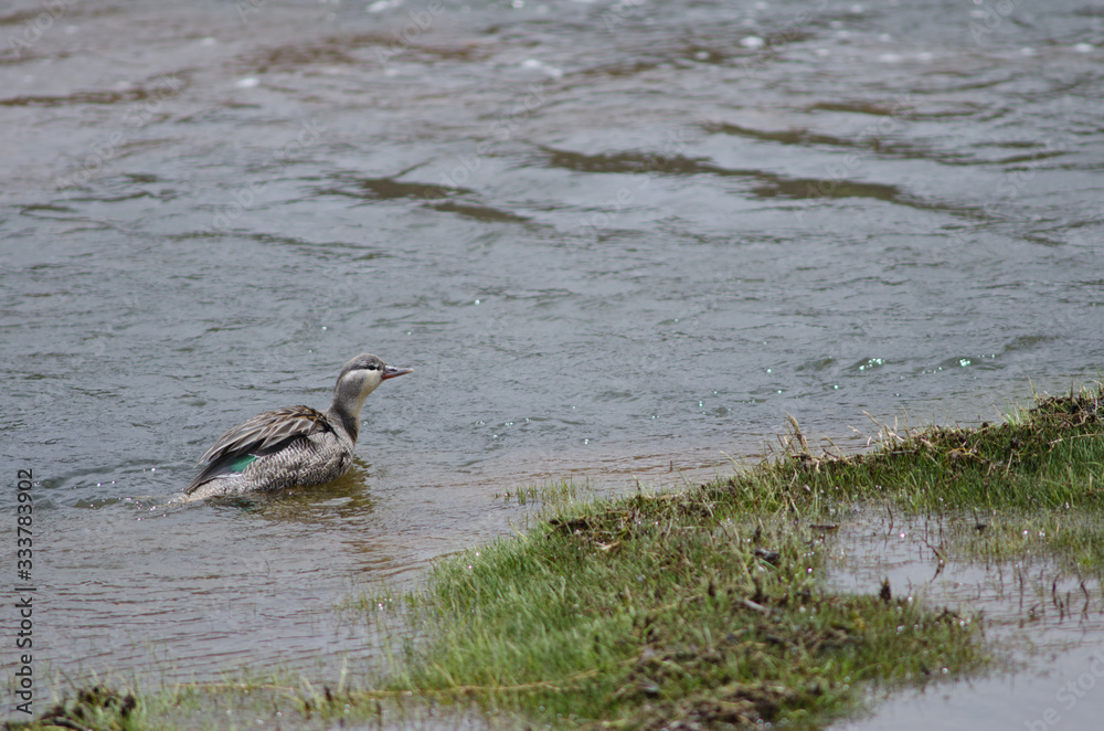 Juvenile Chilean torrent duck Merganetta armata armata. Photos | Adobe ...