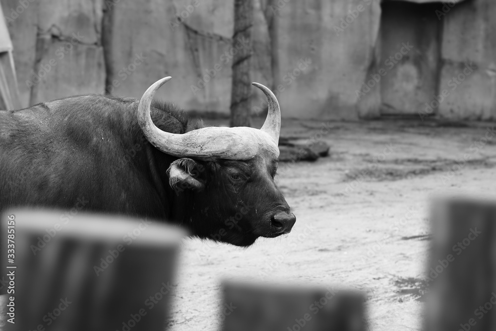 buffel animal Stock Photo | Adobe Stock