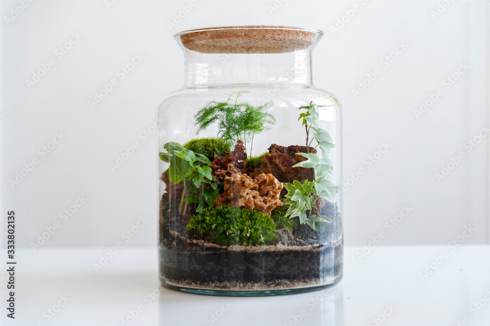 Small decoration plants in a glass bottle/garden terrarium bottle ...