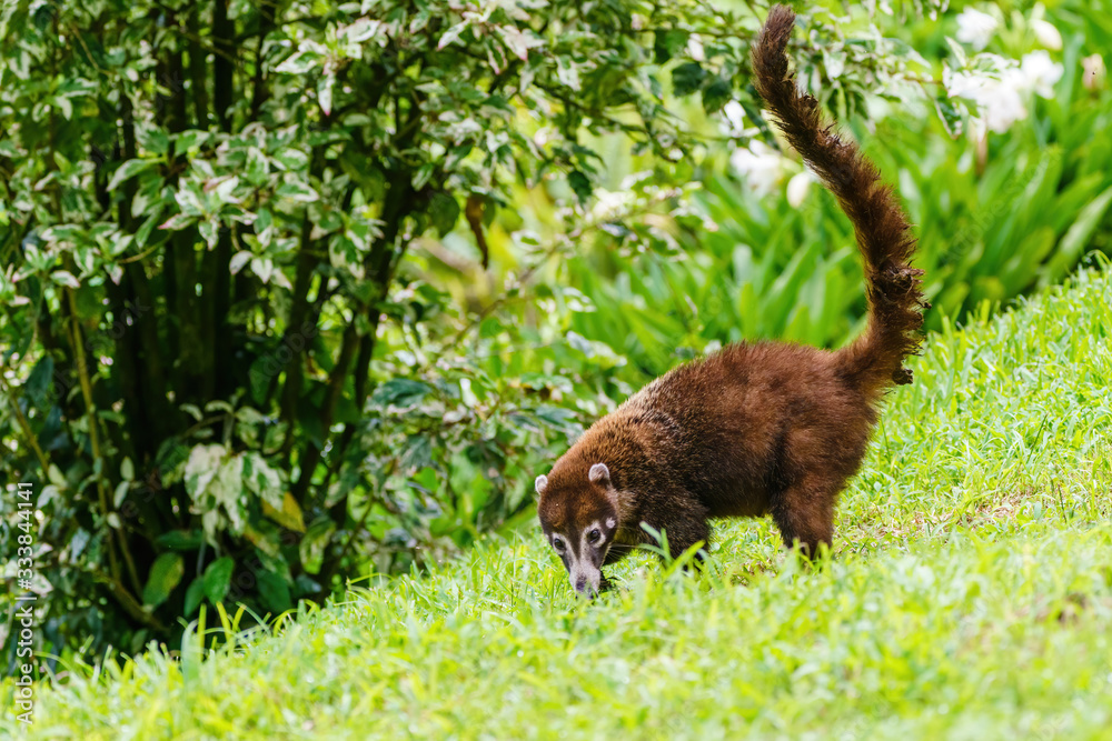 Stockfoto Ring-Tailed Coati (Nasua nasua rufa) searching grass for food ...