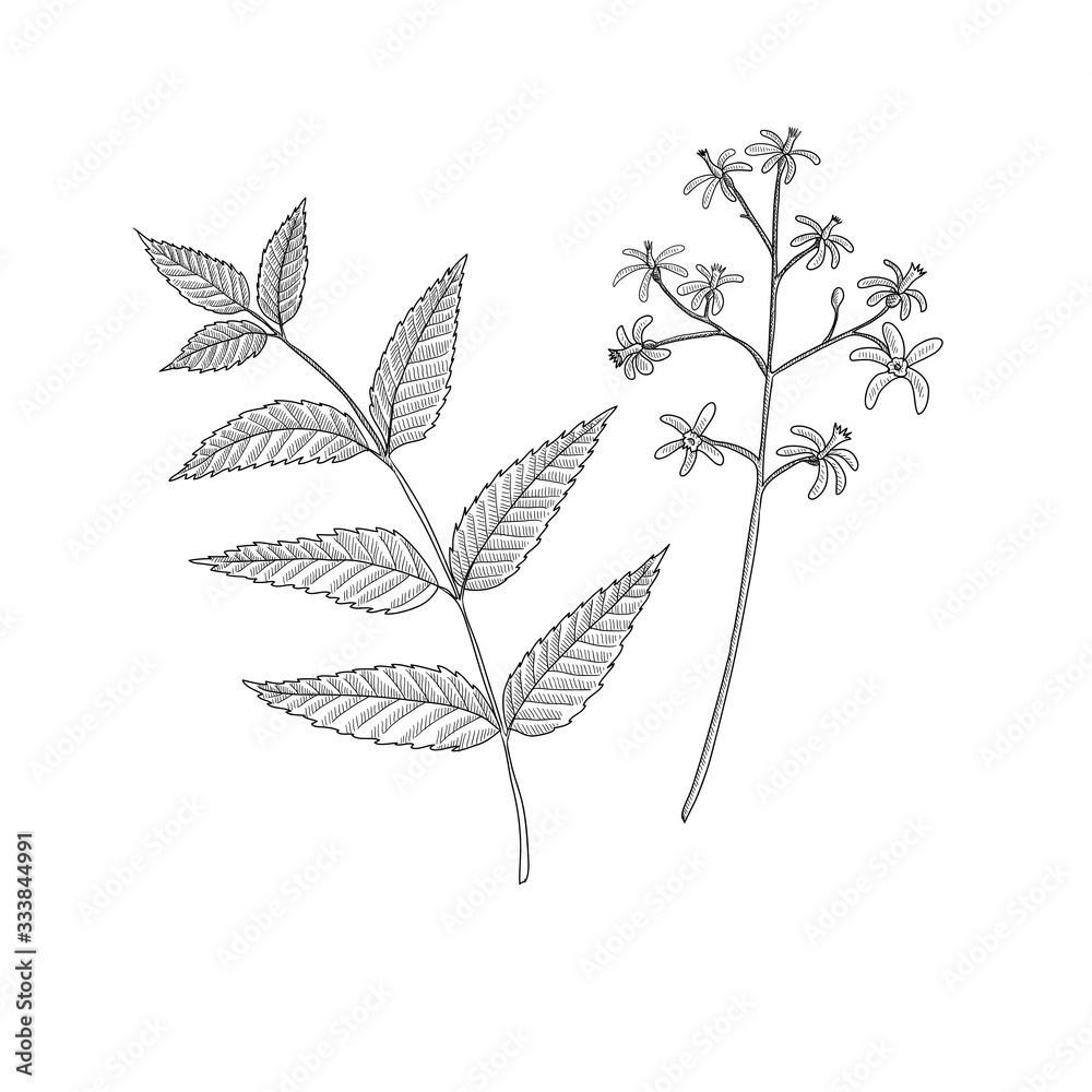 vector drawing neem tree branch Stock Vector | Adobe Stock
