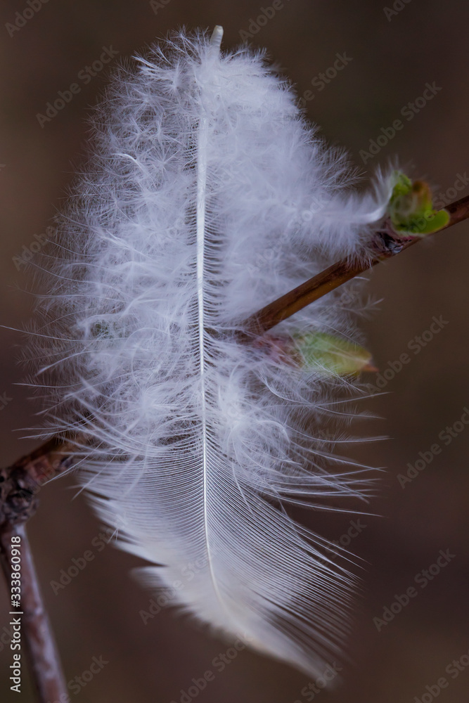 Feathers of a wild dove. Texture of feathers of a wild bird. Macro ...