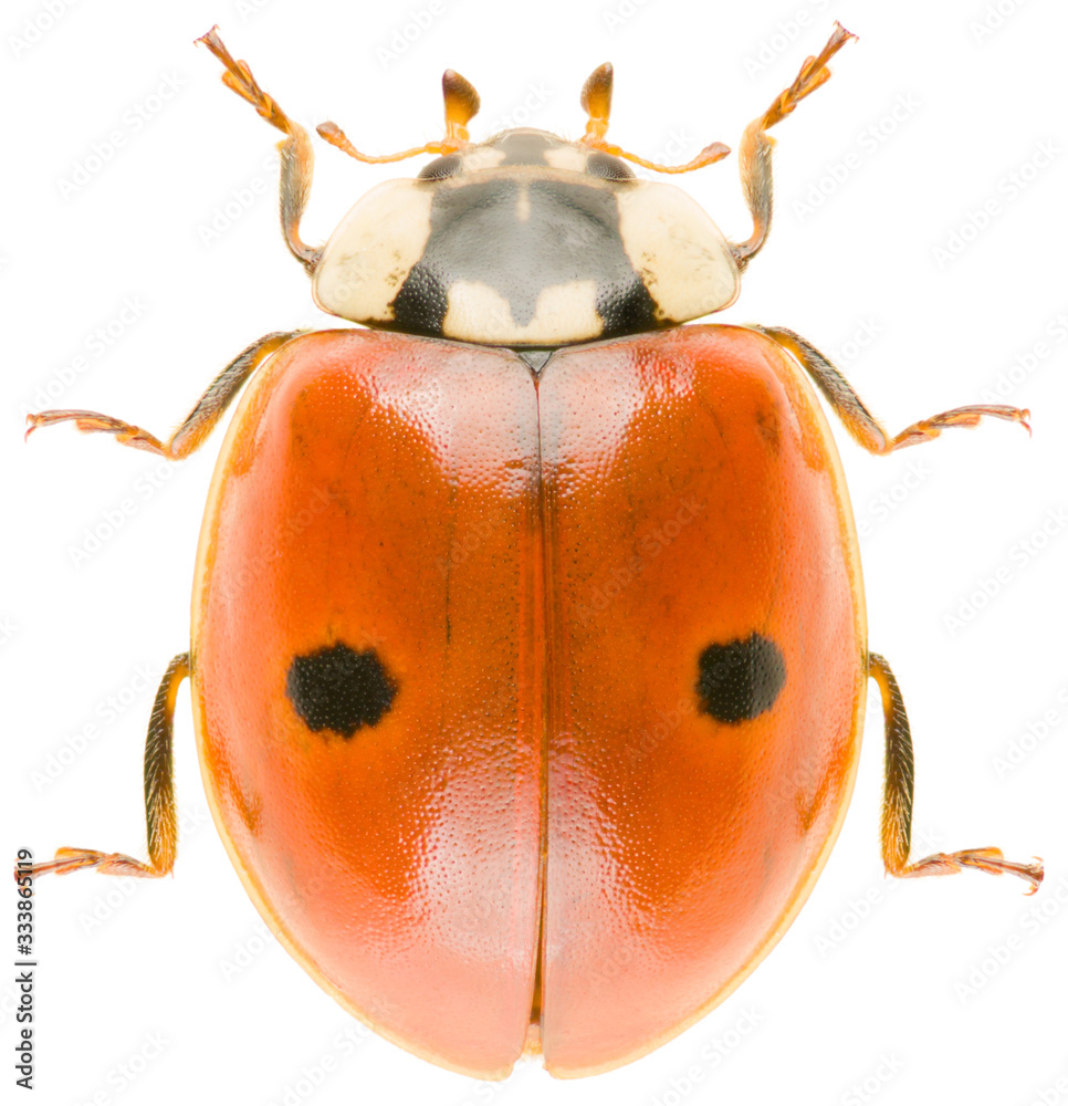 Adalia bipunctata, known as two-spot ladybird, two-spotted ladybug or ...