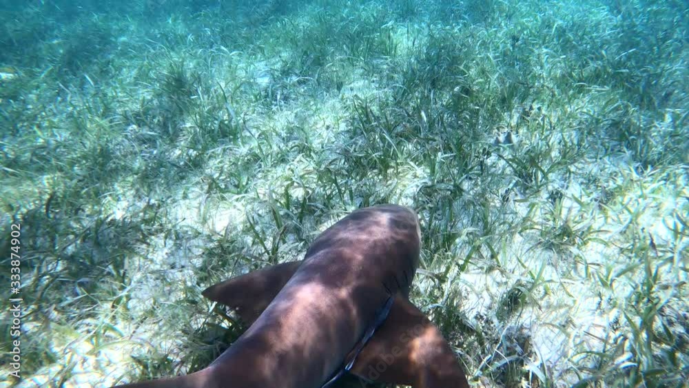 Snorkeling with a large number of nurse sharks off the coast of Belize ...