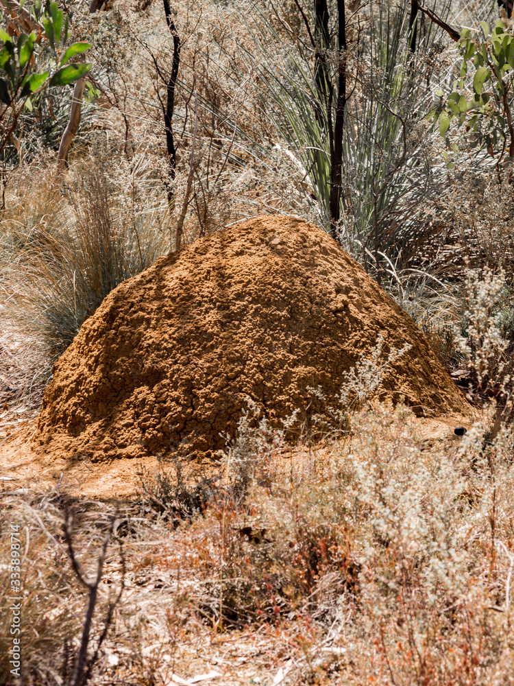 Giant insect nest at MT Bold Reservoir, Adelaid, South Australia Stock ...