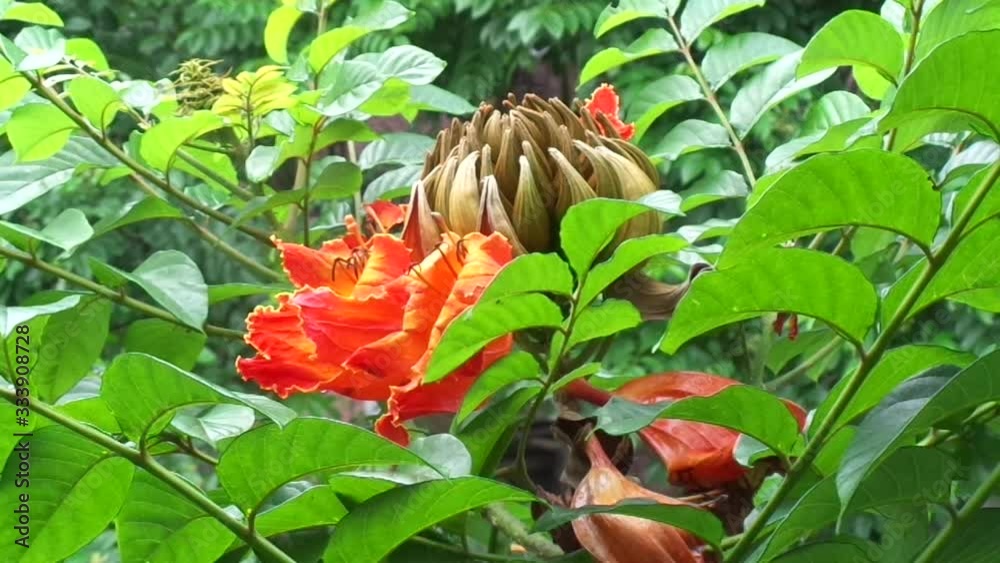 Spathodea campanulata (Kiacret, African tulip, fountain tree, pichkari ...