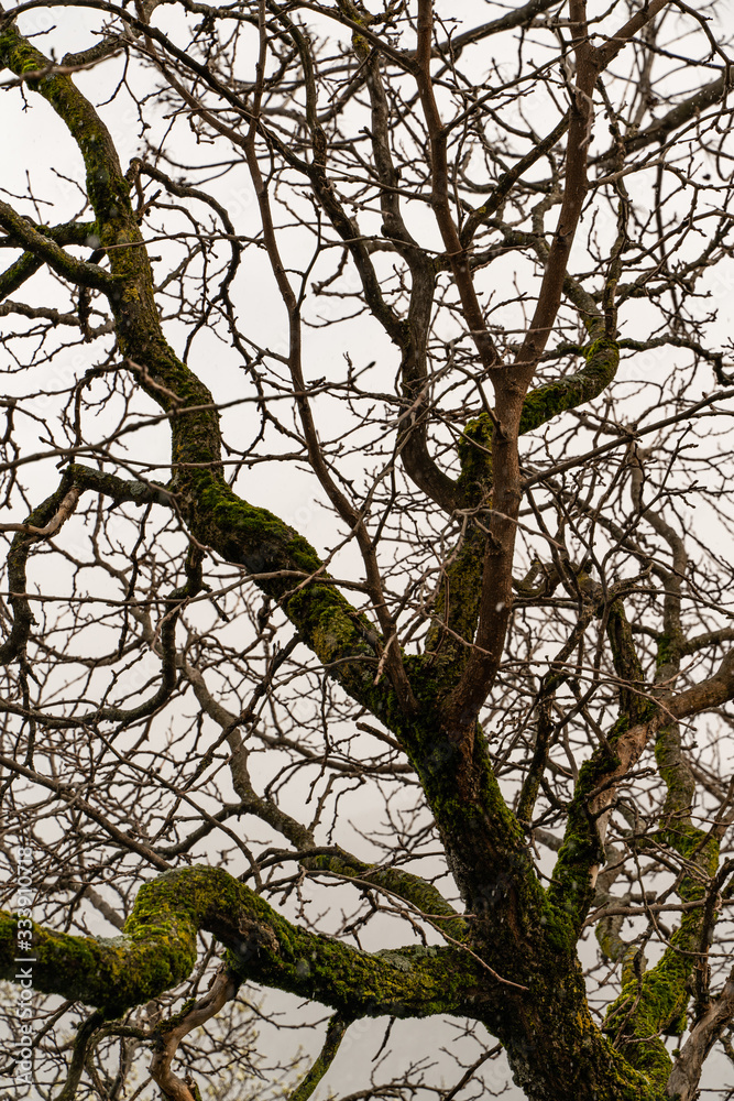 siluetas de ramas del arbol en otoño Stock Photo | Adobe Stock