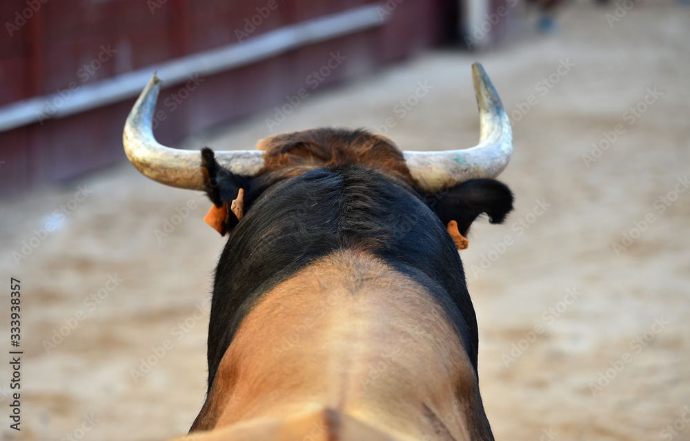 un toro bravo español con grandes cuernos en una plaza de toros en un ...