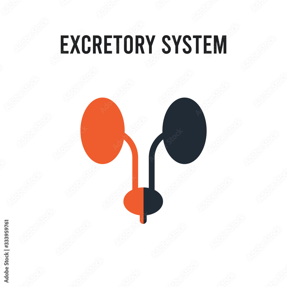 Excretory system vector icon on white background. Red and black colored ...