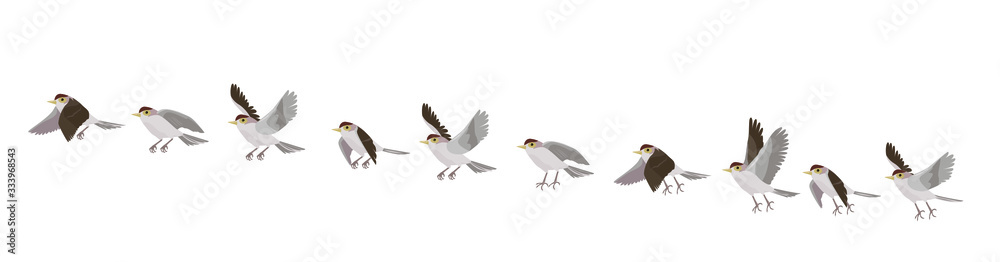 Full cycle of bird's flying. Animated sequences for animal motion ...