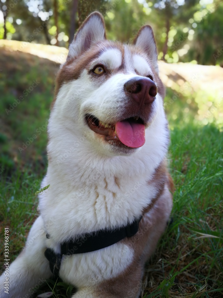 perro husky siberiano marron posado Stock Photo | Adobe Stock
