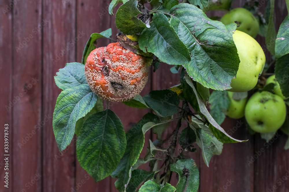 Plant diseases. Monilinia fructigena. Brown rot of fruits. Infected ...
