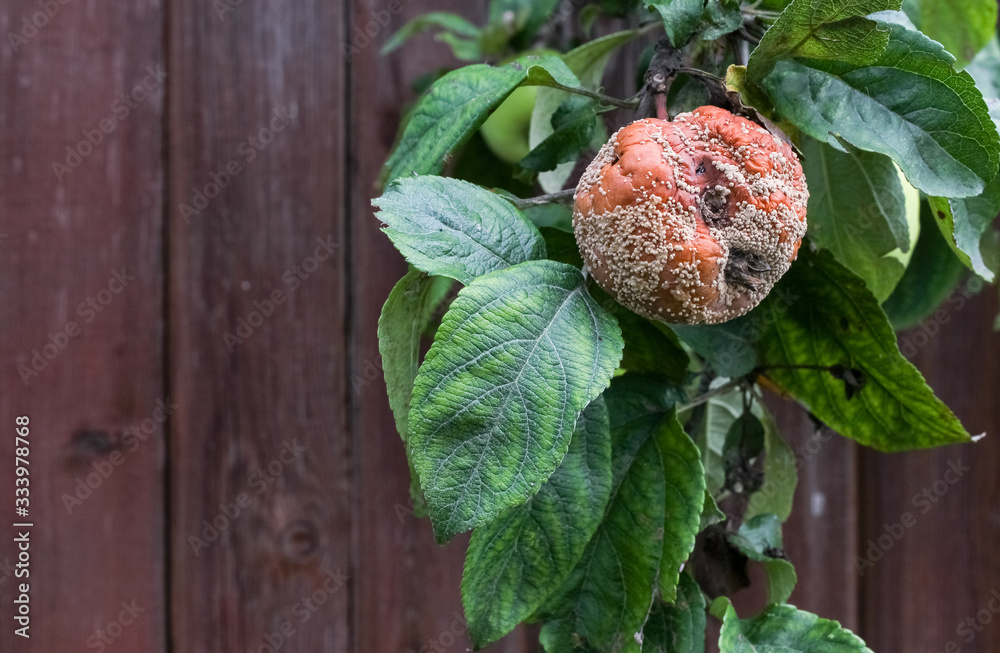 Stockfoto Plant diseases. Monilinia fructigena. Brown rot of fruits ...