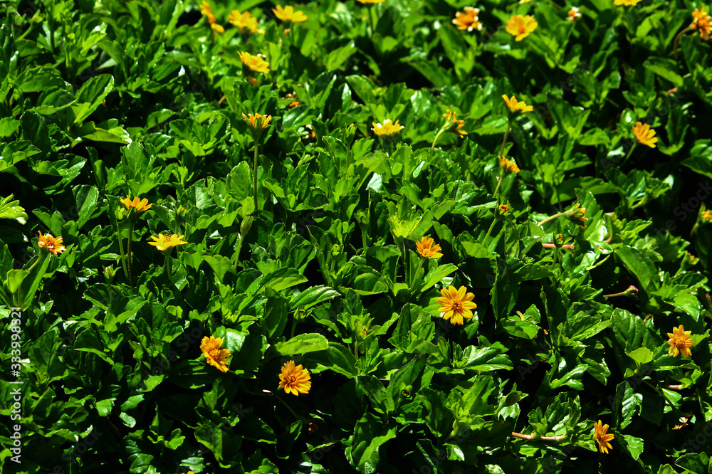 Creeping oxeye plant with its foliage and flowers. Also known as ...