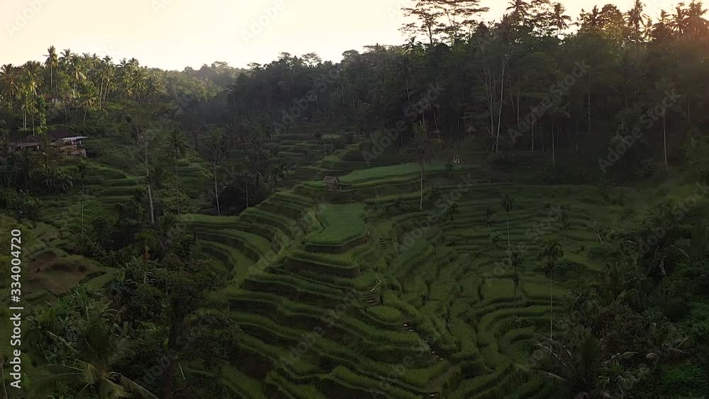 Drone video of the Rice Terrace near Ubud presenting the layers of rice ...