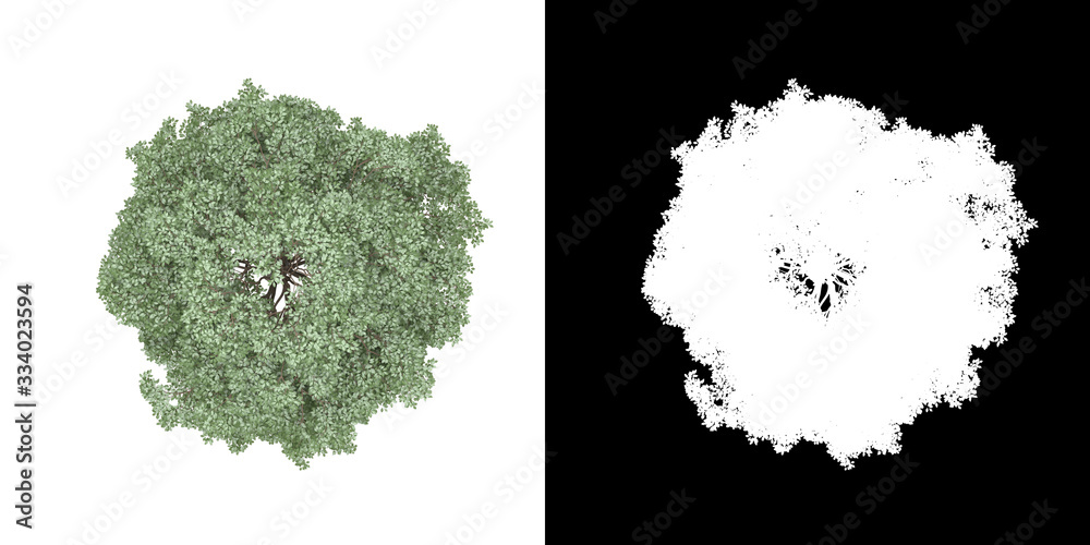 Top view of tree (Bucida Buceras) png with alpha channel to cutout made ...