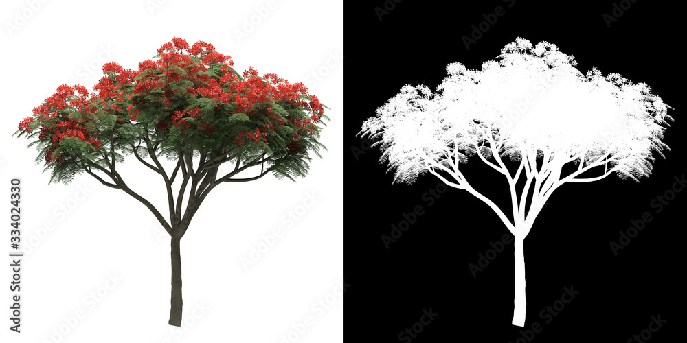 Left view of tree (Delonix Regia) png with alpha channel to cutout made ...