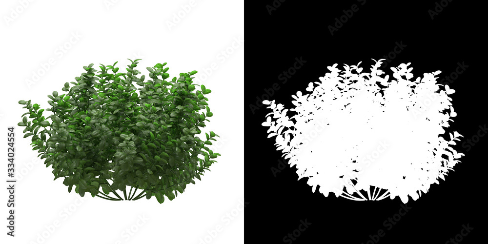 Front view of tree (Ficus Microcarpa) png with alpha channel to cutout ...