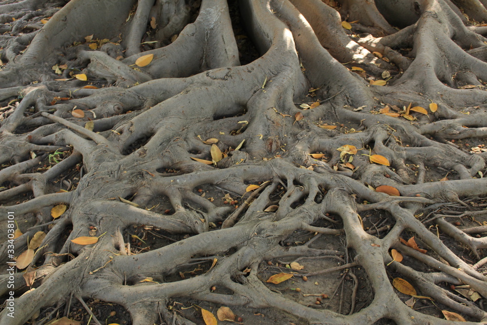 Monumental old liana tree with entangled roots at Maria Luisa Park ...