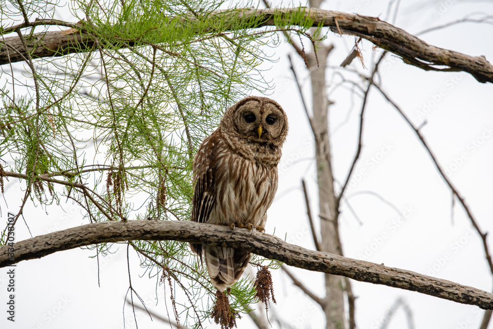 Barred Owl sitting on branch at Okefenokee swamp habitat in Georgia ...