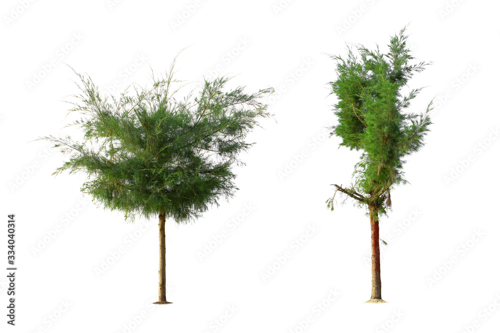Casuarina equisetifolia L.Two Australian pine tree isolated on white ...