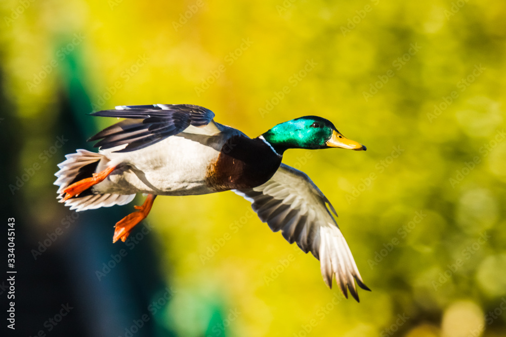Mallard Drake Cupped Up