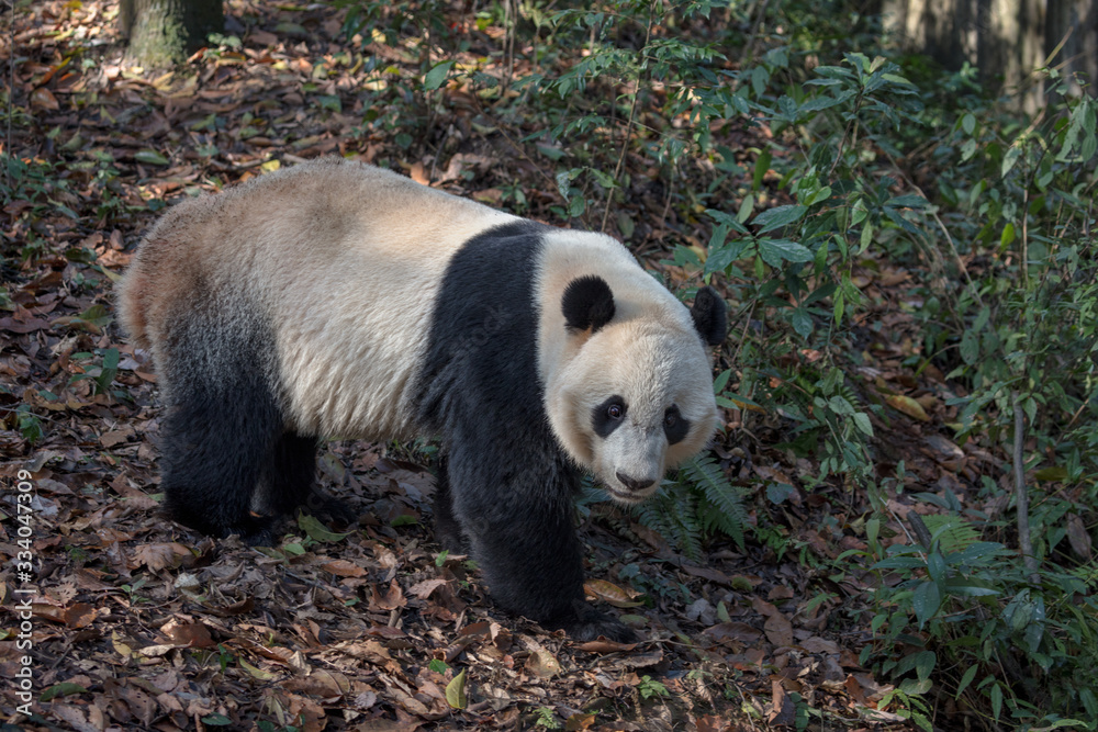 Side Profile Photograph Panda Bear "Bei Bei" Taking a Walk in the ...