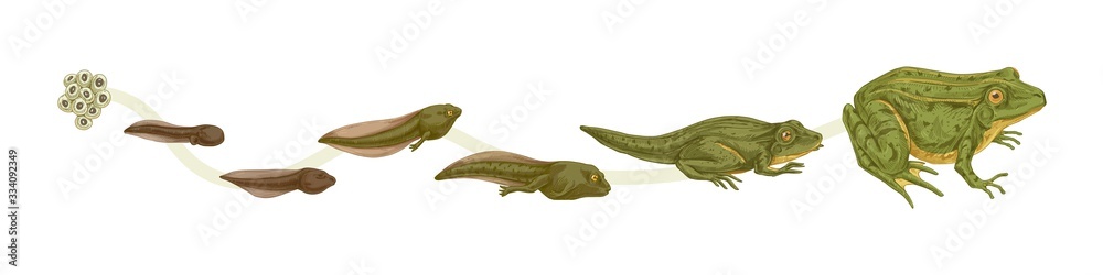 Realistic colorful stages of frogs life cycle isolated on white ...