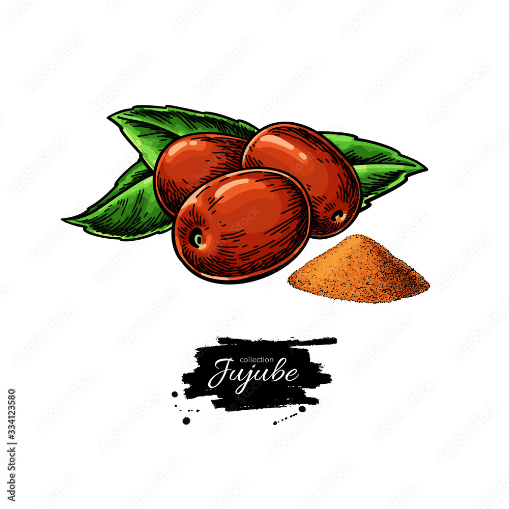 Jujube vector drawing. Chinese Date isolated illustration. Hand drawn ...