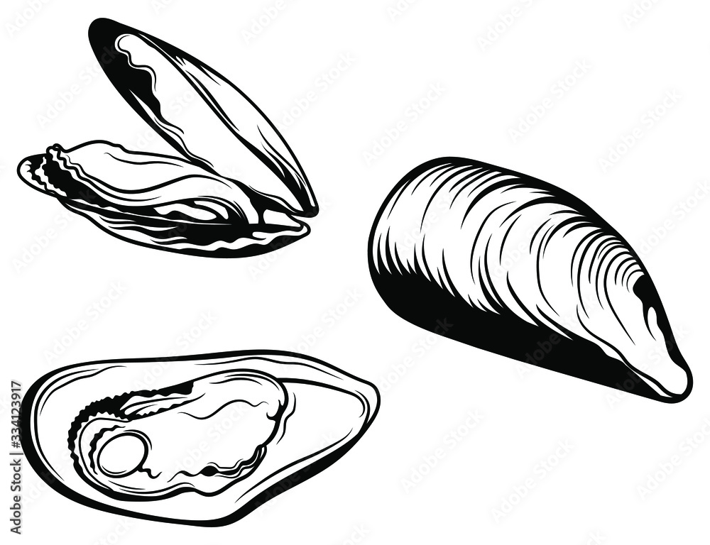 Set of mussels. Collection of mussels in shell. Vector illustration of ...