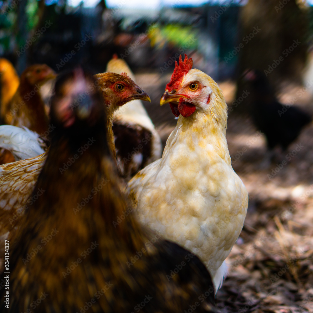 Angry rooster looking at left side Stock Photo | Adobe Stock