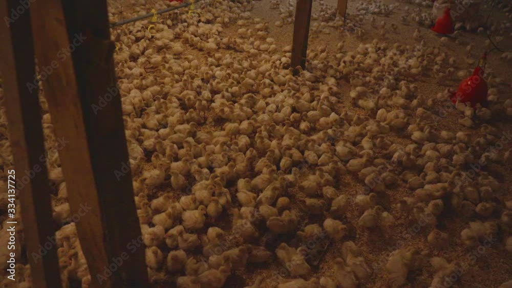 High angle of many young white turkeys inside barn on indoor poultry ...